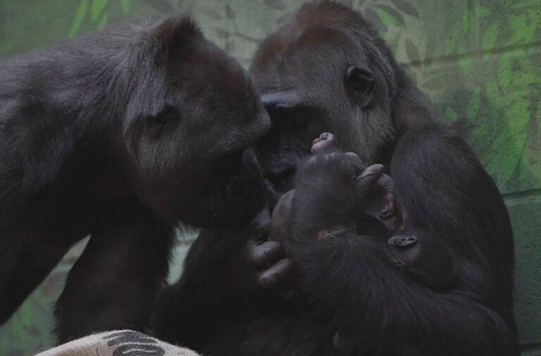 Critically-Endangered Gorilla Born at London Zoo–in Moments Mom is Gently Cradling Her Newborn ...