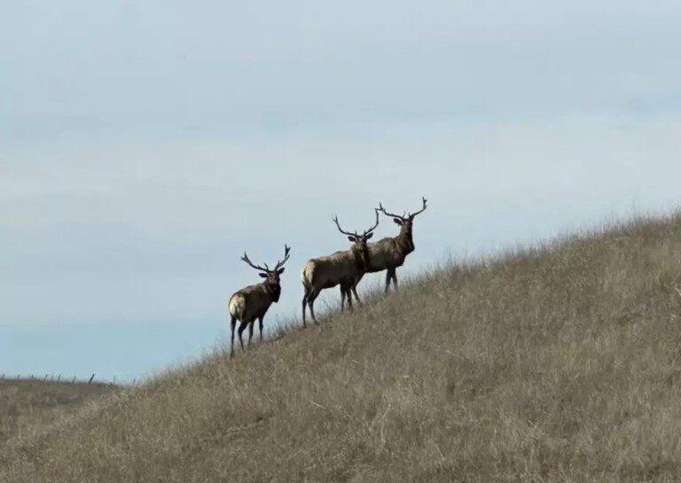 Coveted Ranch Near San Francisco to Become Sprawling New Nature ...