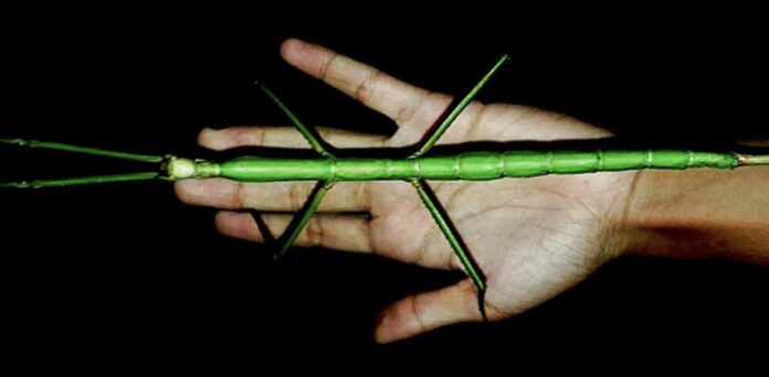 Child Naturalist Discovers a Giant New Stick Insect Then Co-Authors the ...