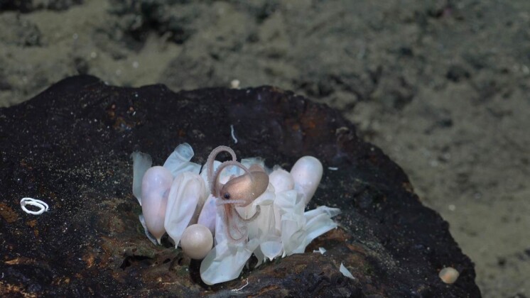 Deep Sea Octopus Nursery With 4 New Species Confirmed by Marine Biologists