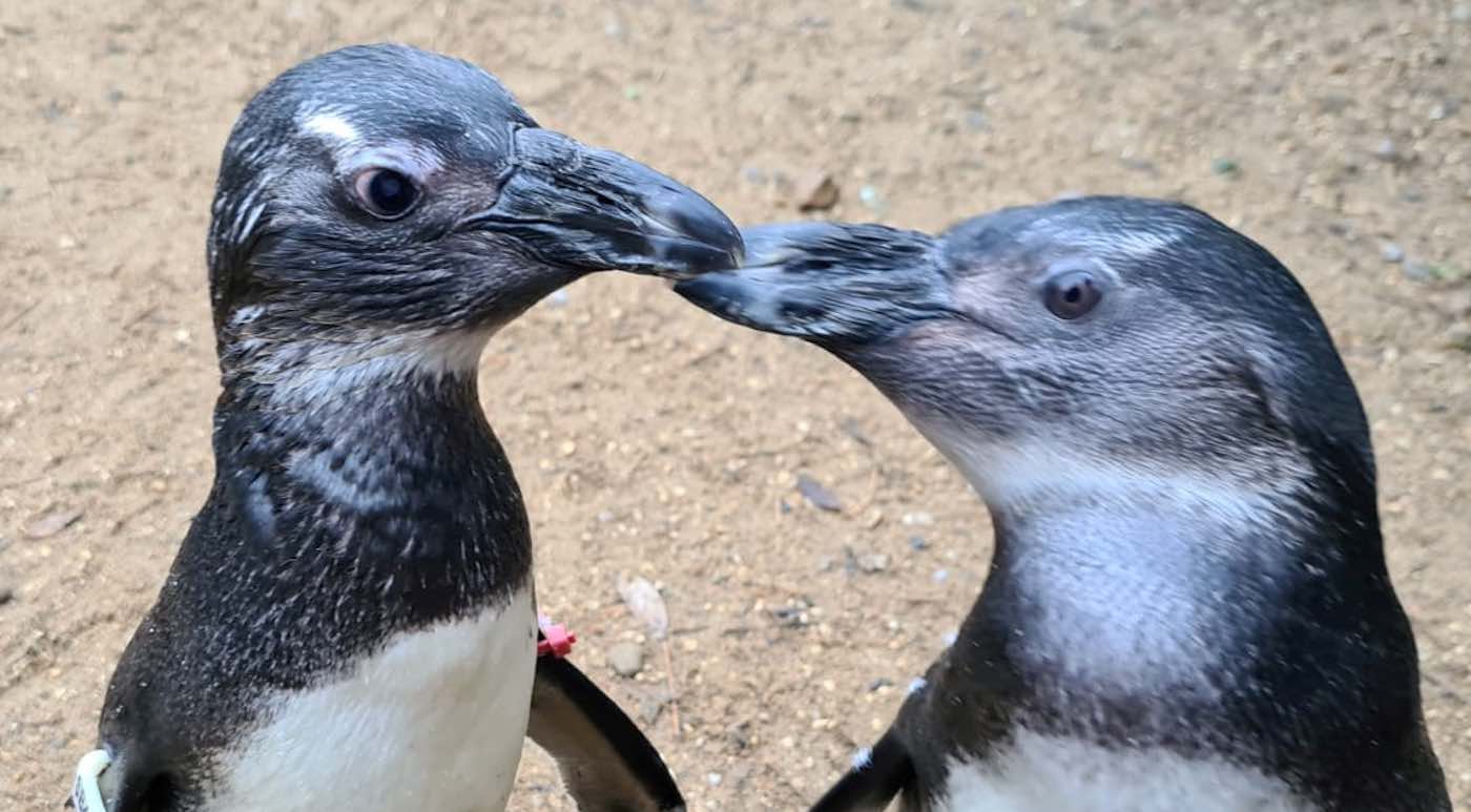 Penguin Becomes ‘Guide Bird’ Companion For Zoo Pal Suffering with ...