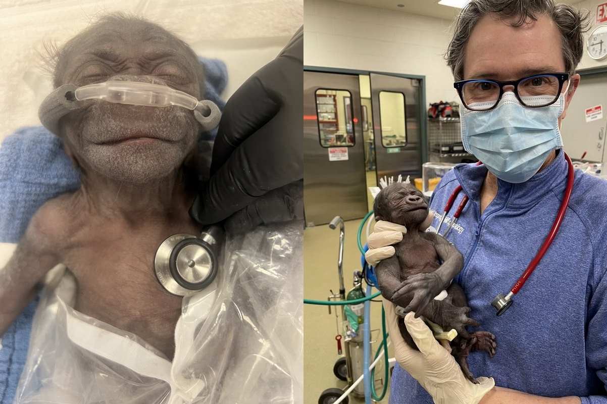 Doctors Called in for Rare Emergency C-Section on Gorilla in the Zoo ...
