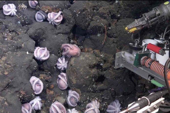 Deep Sea Octopus Nursery With 4 New Species Confirmed by Marine Biologists