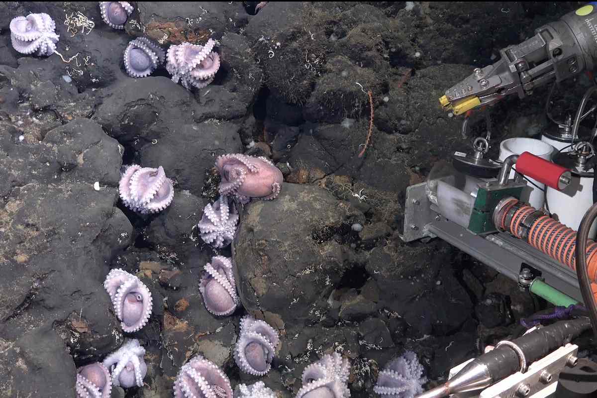 Deep Sea Octopus Nursery With 4 New Species Confirmed by Marine Biologists