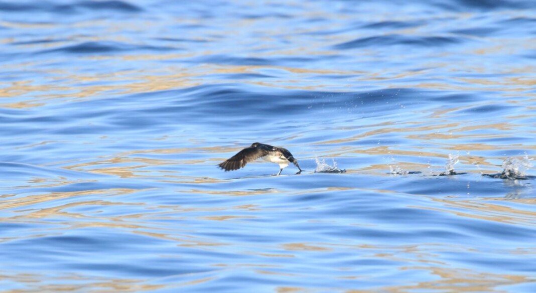 Endangered Seabirds Flourishing on Island for First Time in Decades as ...