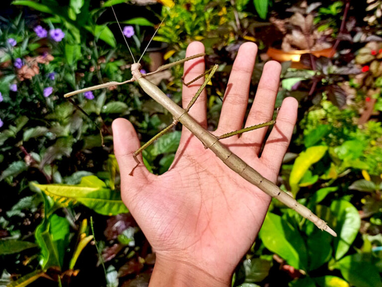 Child Naturalist Discovers a Giant New Stick Insect Then Co-Authors the ...