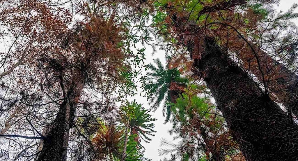 Dinosaur Evergreens Thought Extinct for 2Mil Years Discovered by Park ...