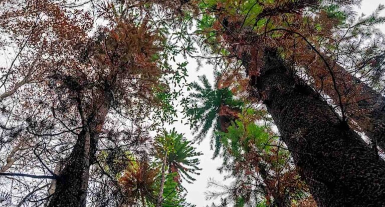 Dinosaur Evergreens Thought Extinct for 2Mil Years Discovered by Park ...