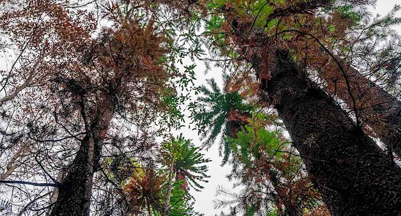 Dinosaur Evergreens Thought Extinct for 2Mil Years Discovered by Park ...