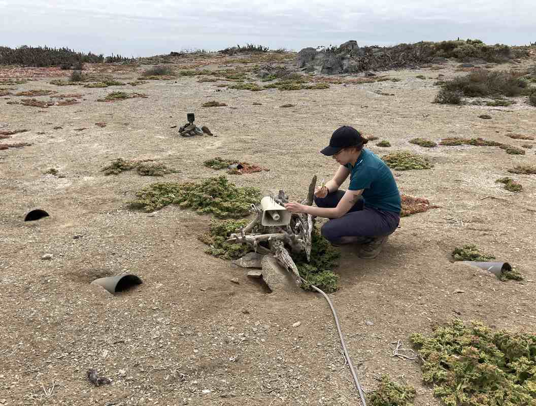 Endangered Seabirds Flourishing on Island for First Time in Decades as ...