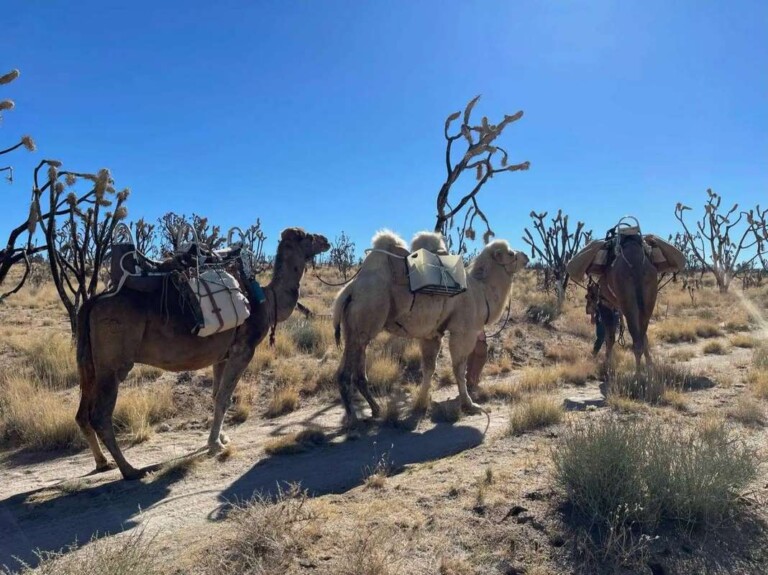 After Mojave Fires, Camels Help Restore Iconic Joshua Tree Groves in ...