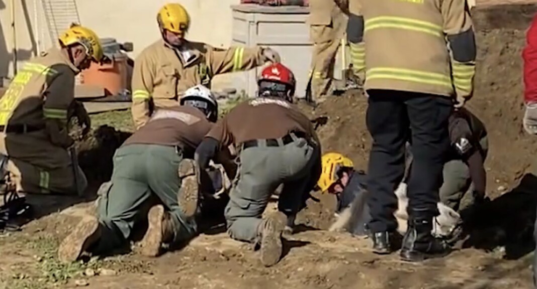 LA Firefighters Rescue 1200-Pound Horse Named 'Lucky' from Backyard ...