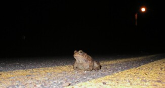 Village Saves 45,000 Toads From Roadway Deaths Cutting Casualties By 60 ...