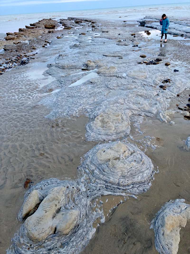 Family Discovers 8 Huge Dinosaur Footprints While Walking on Eroded ...