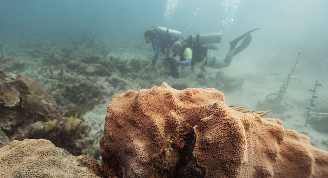 Broadcasting Audio of Healthy Reef Sounds Can Spur Degraded Coral to ...