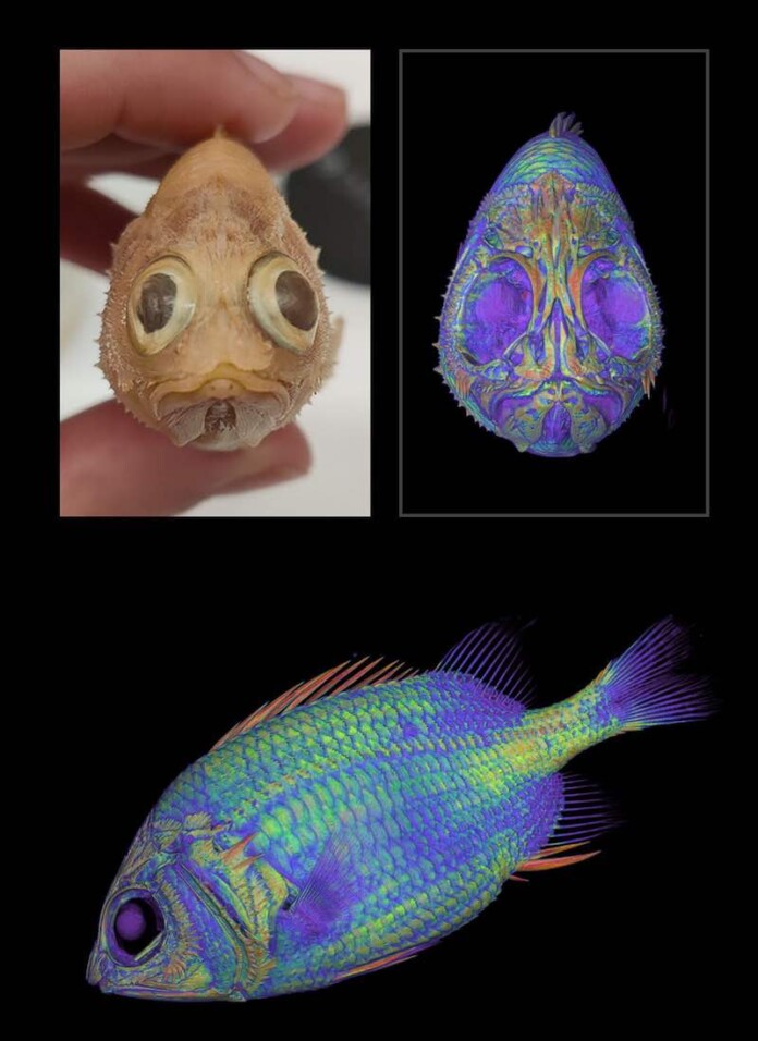 Scientists Have 3D-Scanned Thousands of Creatures Creating Incredibly ...