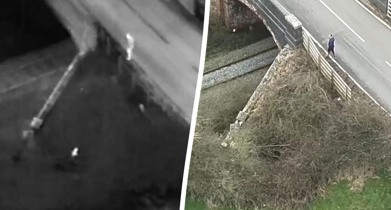 5 Days After Vanishing, Puppy Found Stuck Inside Bramble Thicket Unseen ...