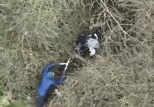 5 Days After Vanishing, Puppy Found Stuck Inside Bramble Thicket Unseen ...