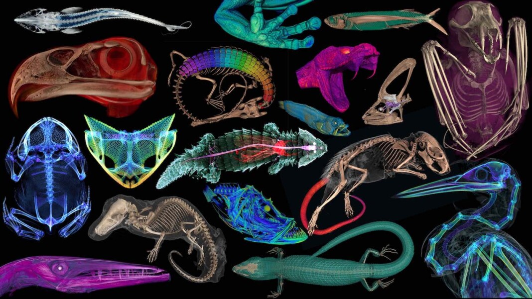 Scientists Have 3D-Scanned Thousands of Creatures Creating Incredibly ...