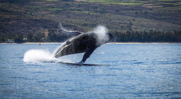 Onlookers ‘in Awe’ After Orca Pod Leaps Out of Water Just Meters From ...