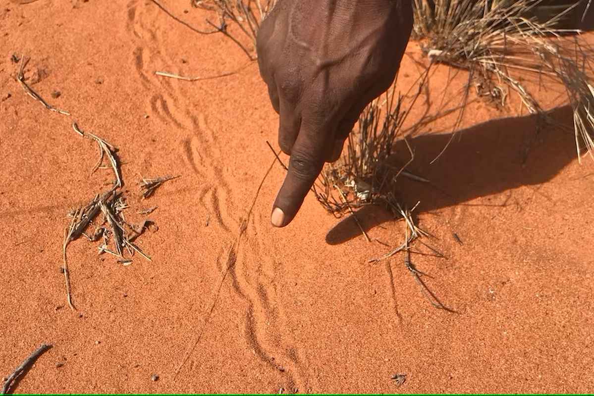 Indigenous Rangers Photograph Blind 'Marsupial Mole' Seldom Seen by ...