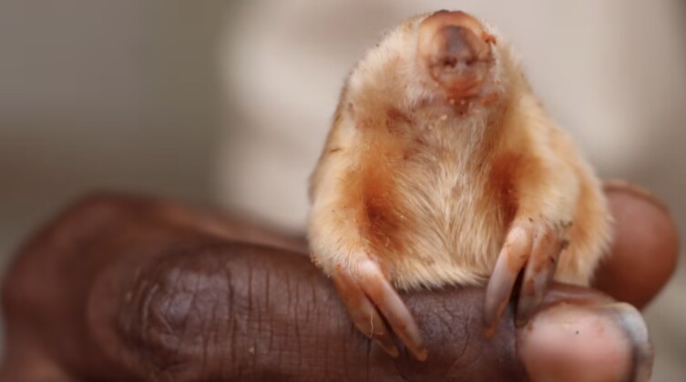 Indigenous Rangers Photograph Blind 'Marsupial Mole' Seldom Seen by ...