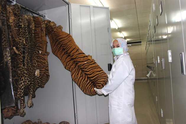 ‘The Javan tiger still exists’ – DNA Found May Herald an ‘Extinct ...