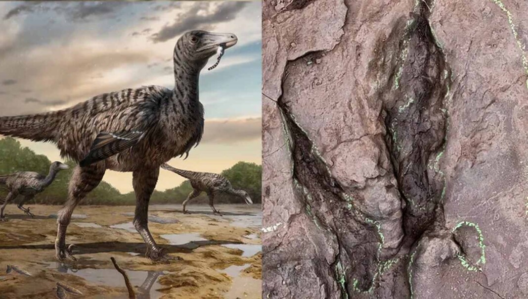 Fossilized Dino Footprint Points to One of the Largest Raptors Ever ...