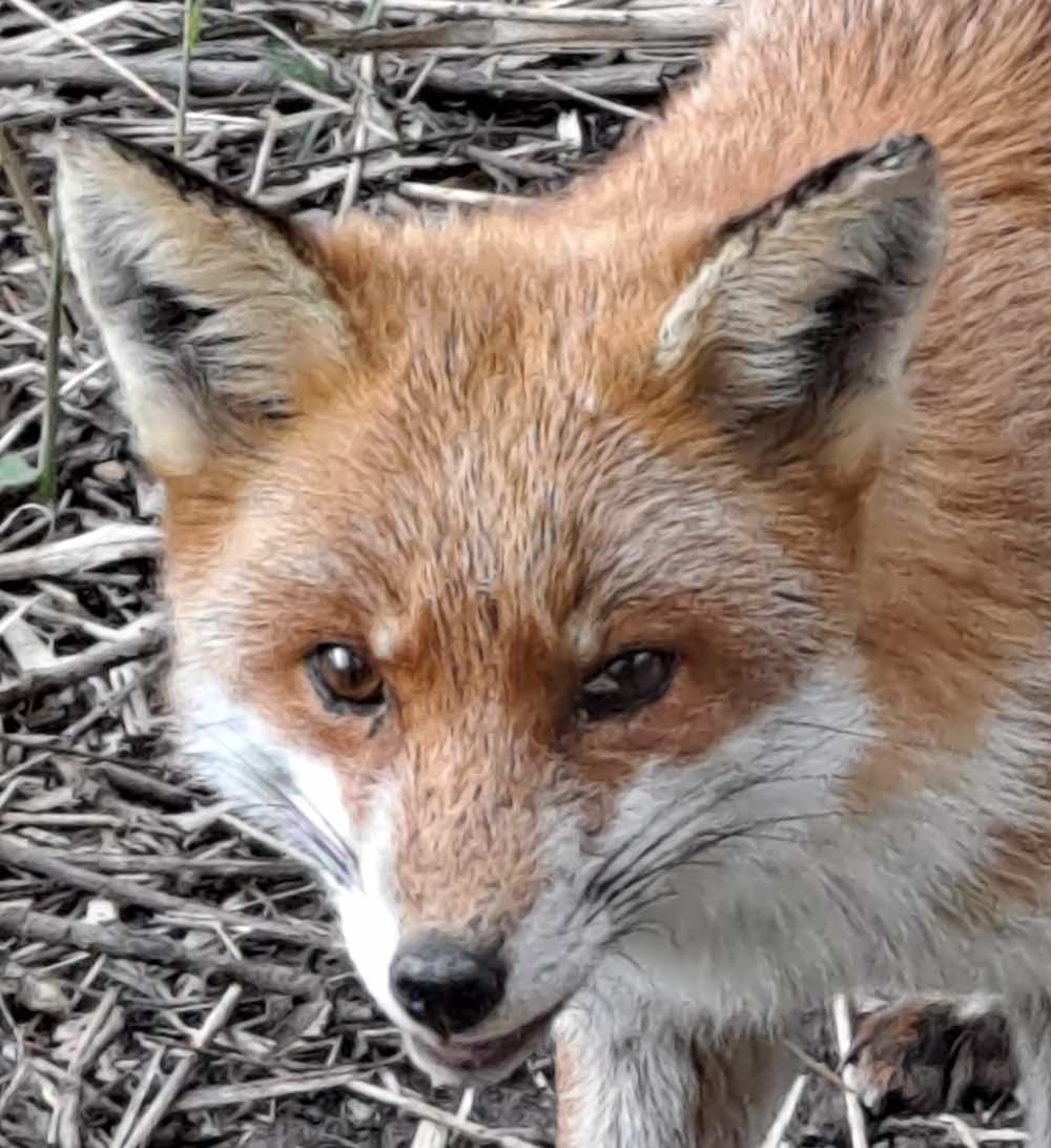 Man Reveals Heart-Warming Friendship With Young Fox That He Cured of ...