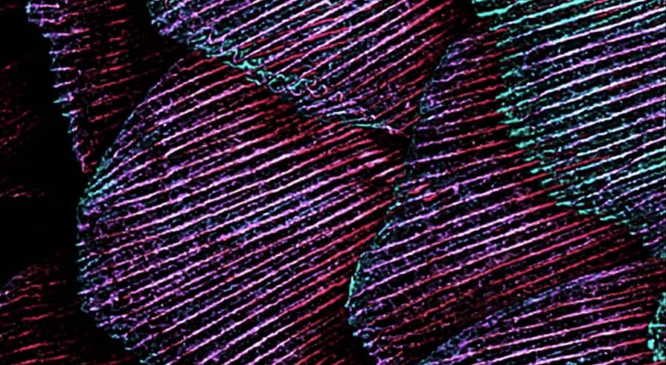 Secret of How Butterfly Wings Get Their Vibrant Colors Is Discovered
