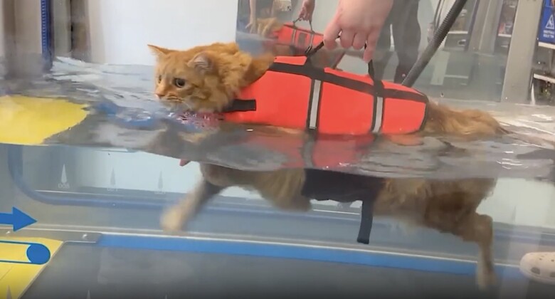 Flabby Feline Has Taken to Swimming Lessons for Losing Weight–And it's ...