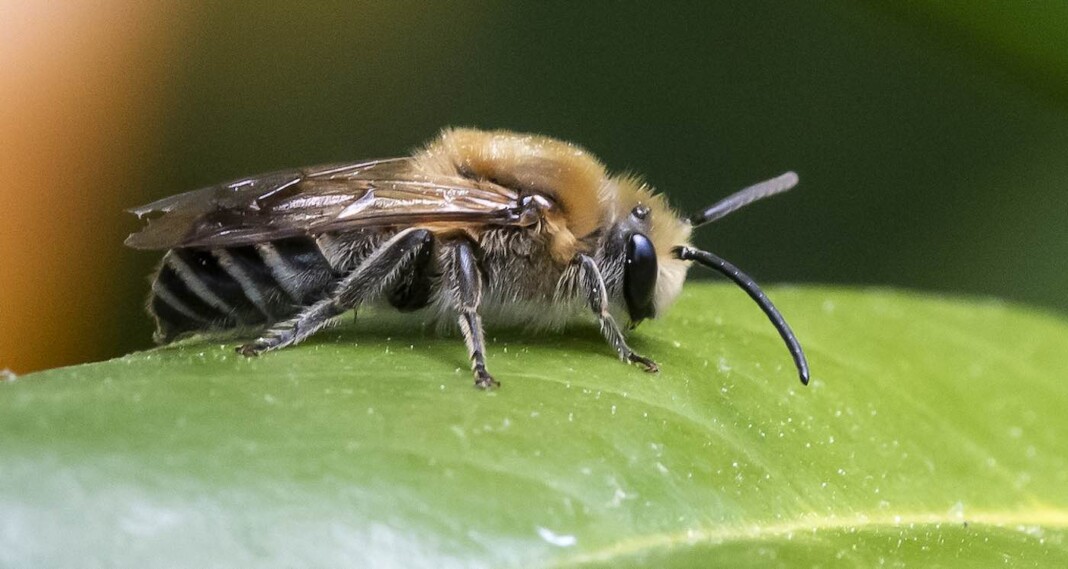 Scientists Buzzing After Unique Native Bee Colonies Discovered Right on ...