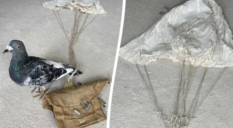 Rare WWII Pigeon Parachute Used to Carry Messages to French Resistance ...