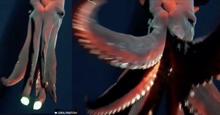 Rare Deep Sea Squid with ‘Headlights’ Captured on Video–Mistaking the ...