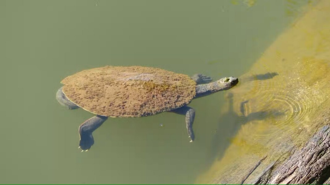 Town Saves the Threatened Bum-Breathing Punk Turtle–a 9lb Wonder Found ...