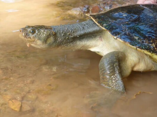 Town Saves the Threatened Bum-Breathing Punk Turtle–a 9lb Wonder Found ...