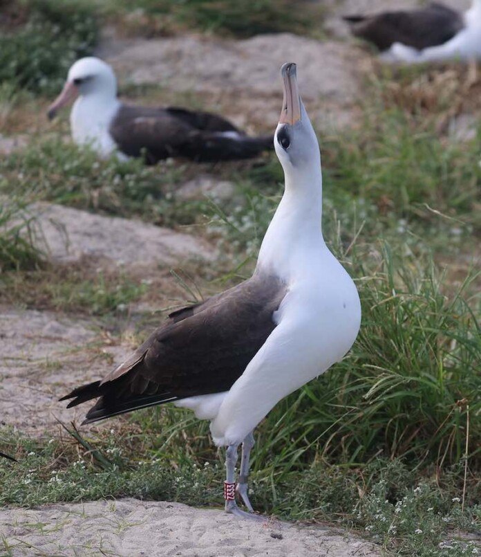 World’s Oldest Bird Gives Birth to Yet Another Chick–at Nearly 74 Years Old
