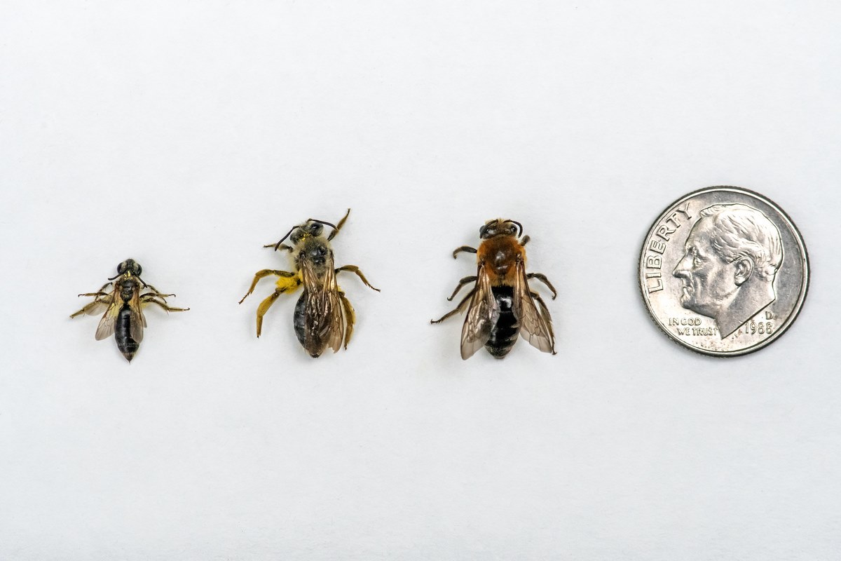 Scientists Buzzing After Unique Native Bee Colonies Discovered Right on ...