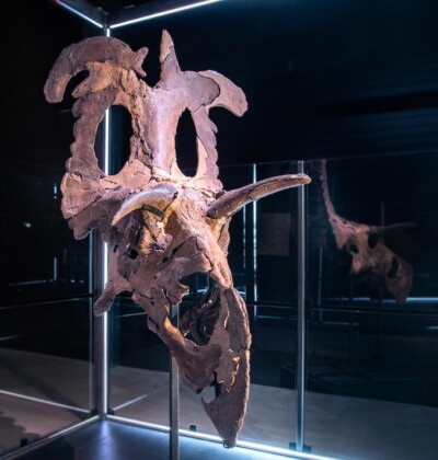 Giant New Species of Dinosaur Named Loki-ceratops for Horns That Look ...