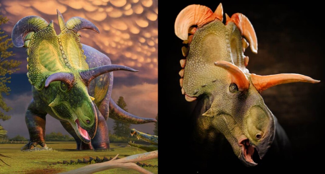 Giant New Species of Dinosaur Named Loki-ceratops for Horns That Look ...