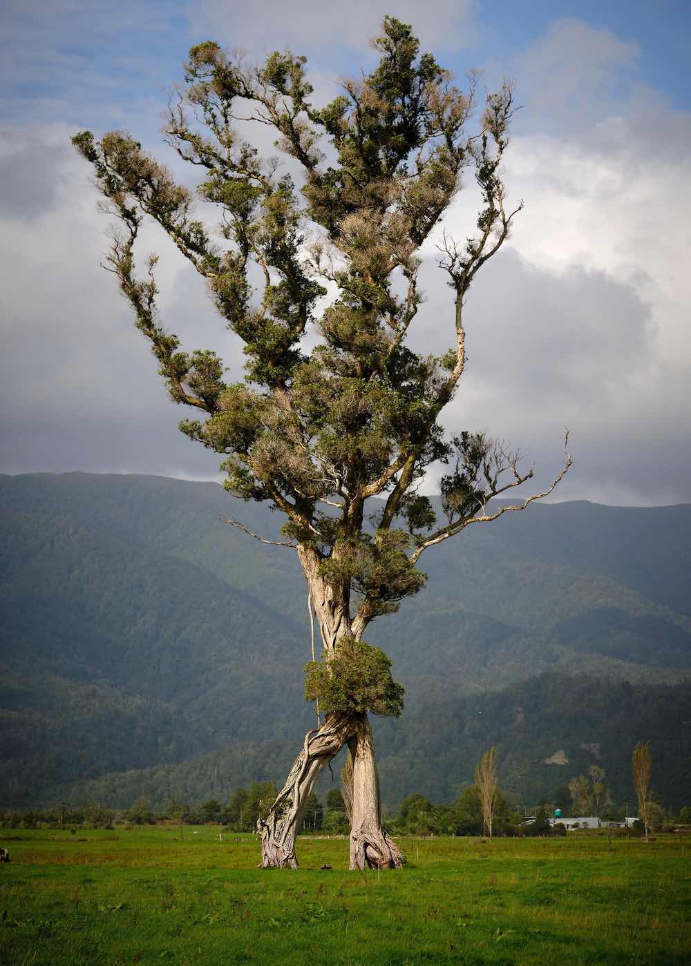 Incredible ‘Walking Tree’ is Named New Zealand’s 2024 Tree of the Year