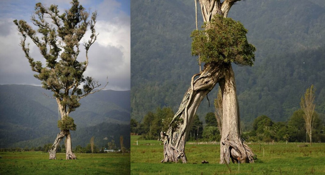 Incredible ‘Walking Tree’ is Named New Zealand’s 2024 Tree of the Year
