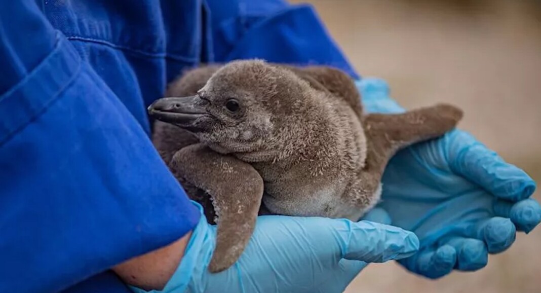 Chester Zoo Celebrates as 11 Adorable Endangered Penguin Chicks Hatch ...