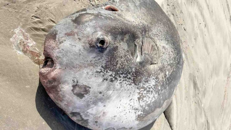 Giant 7-foot Sunfish Found on Oregon Beach Turns Out to Be Rarest ...