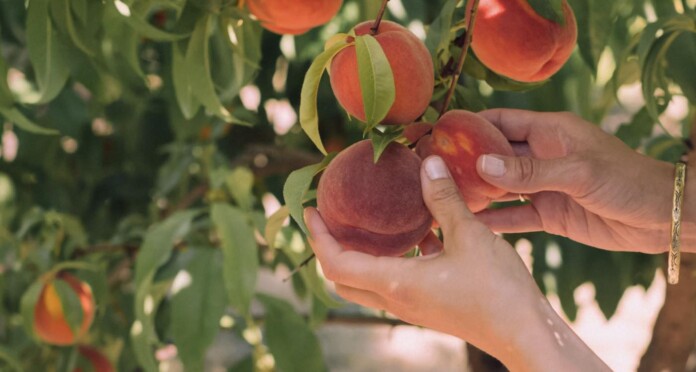 “Love is a fruit in season at all times—and within reach of every hand ...