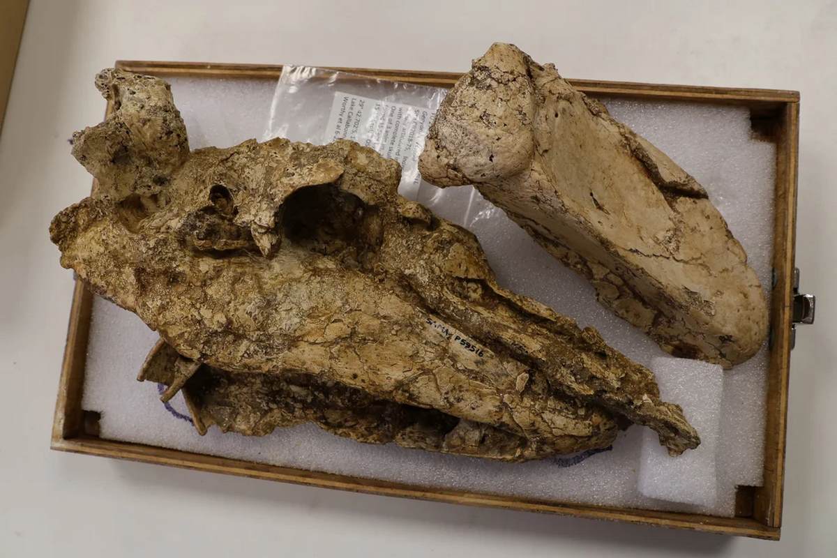 Paleontologists Hunted for This Giant Bird Skull for Over a Century ...