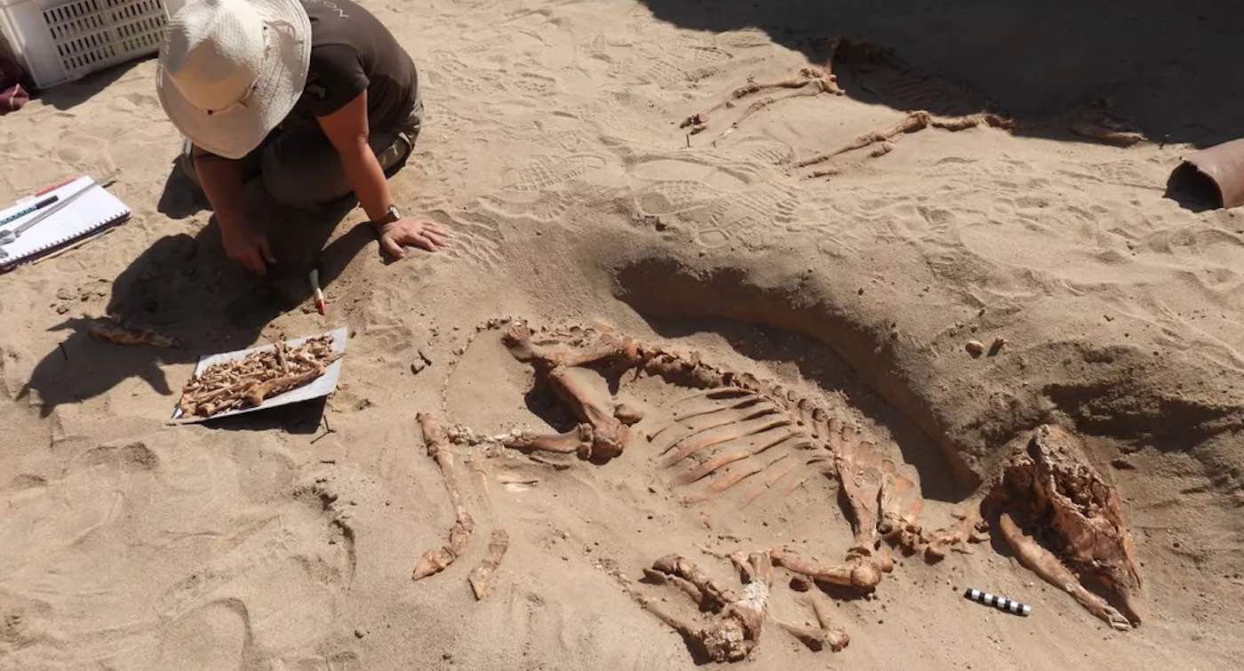 Relics Found in Egyptian Pet Cemetery: Evidence of Monkeys Imported ...