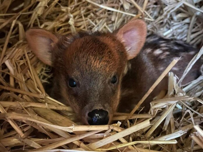 Edinburgh Zoo Welcomes Adorable South American Deer Fawn the Size of a ...