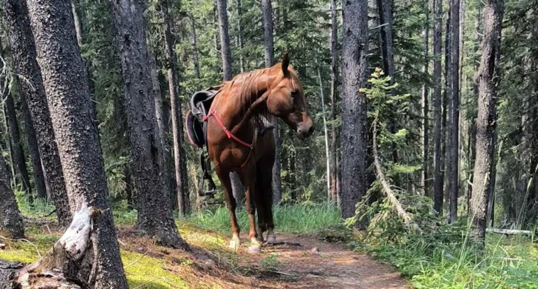 Missing Horse Reunited With its Family After 'Crazy Journey'