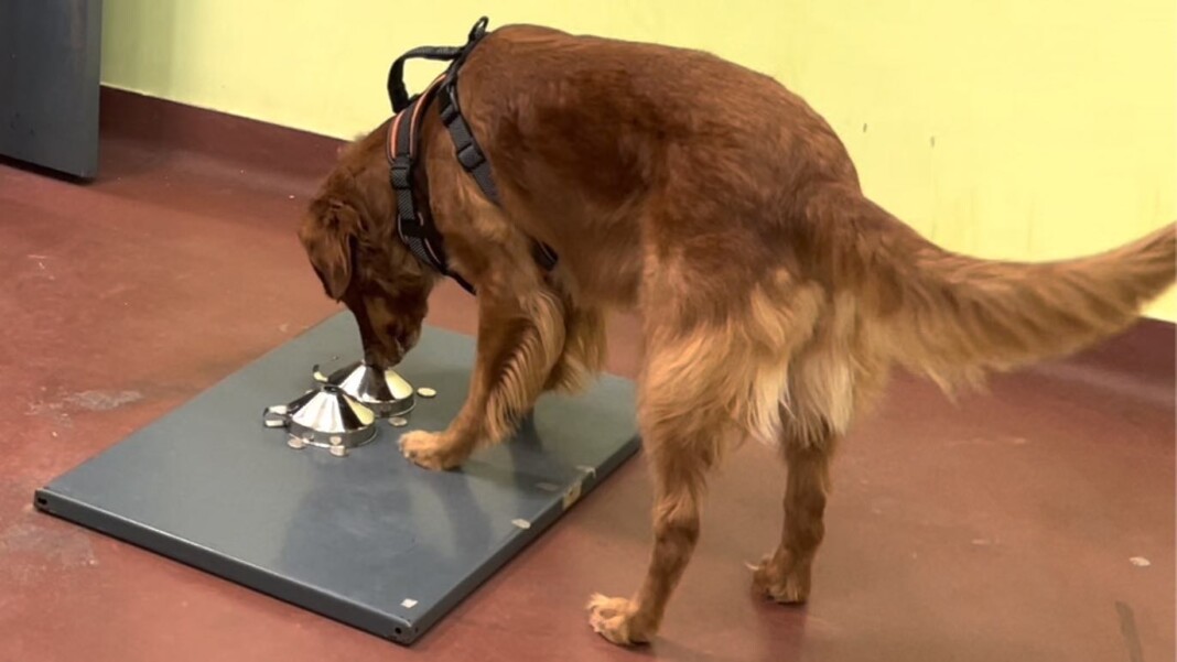 Dogs Trained to Sniff Out Post-Traumatic Stress – by Smelling Patients ...